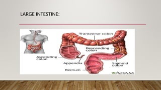 GIT Physiology - Large intestine physiology. .ppt