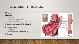 GIT Physiology - Large intestine physiology. .ppt