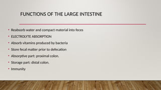 GIT Physiology - Large intestine physiology. .ppt