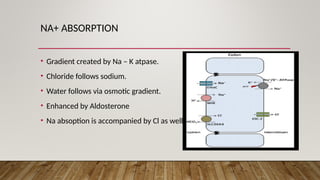 GIT Physiology - Large intestine physiology. .ppt