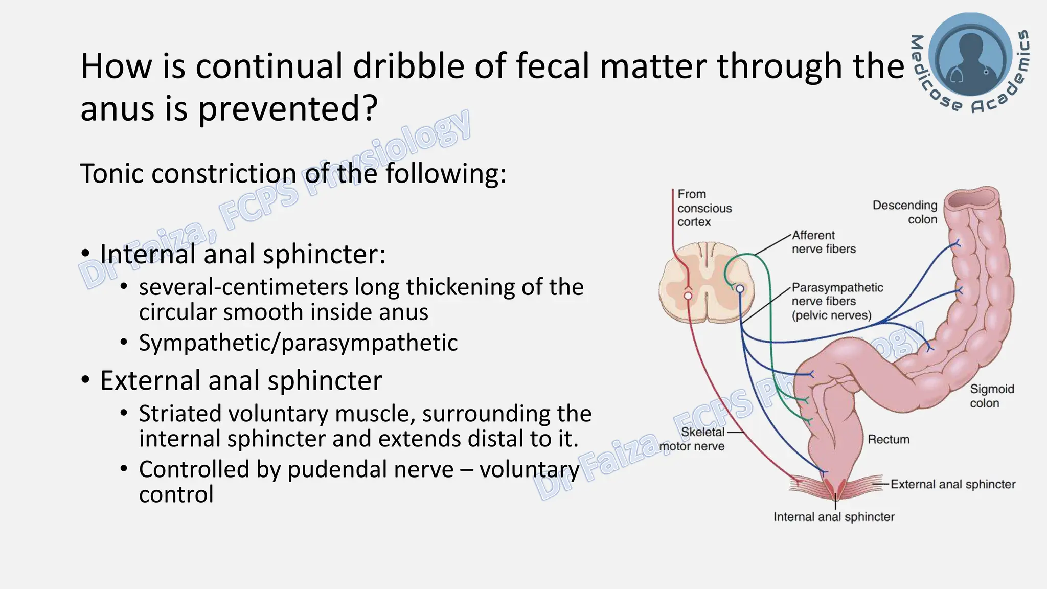 Large Intestine Physiology | PDF