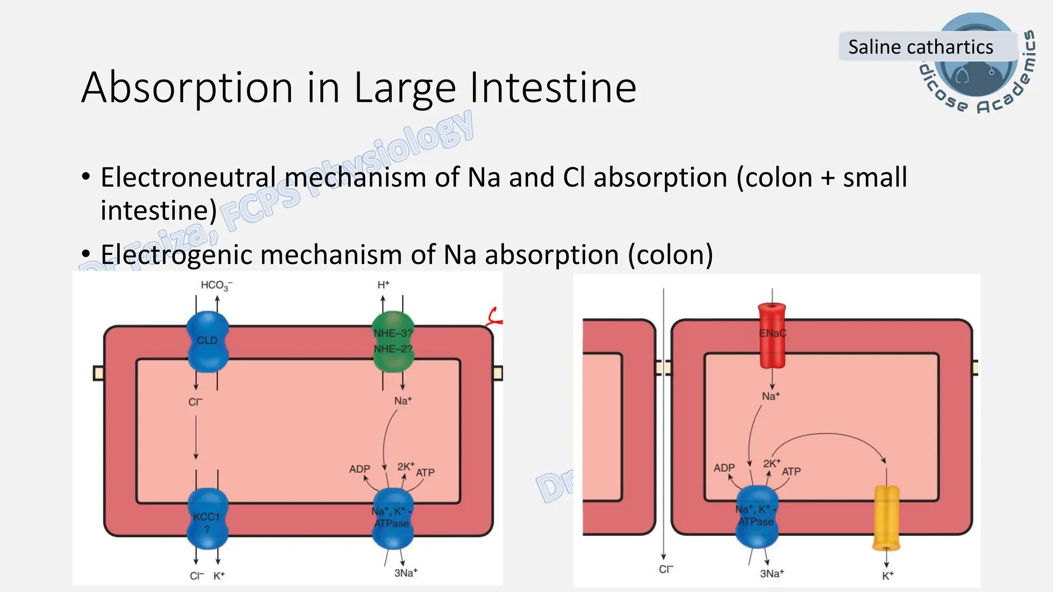 Large Intestine Physiology | PDF