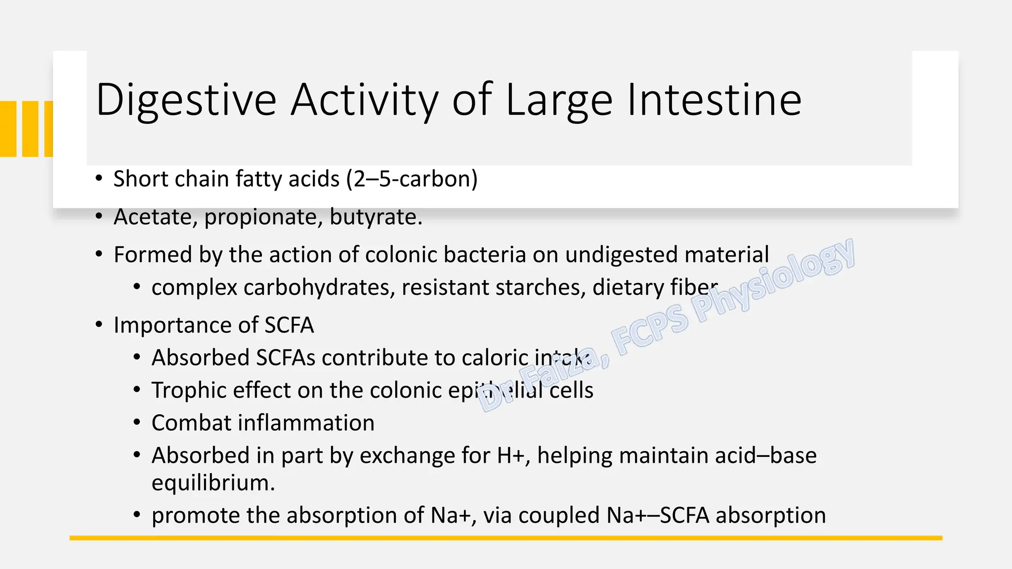 Large Intestine Physiology | PDF