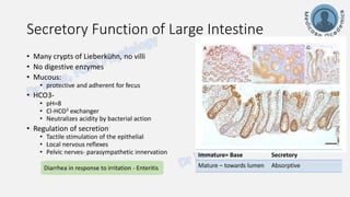 Large Intestine Physiology | PDF
