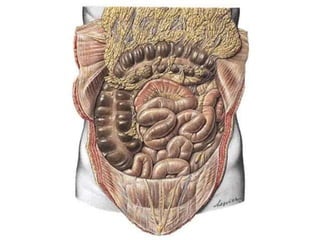 Large intestine presentation | PPTX