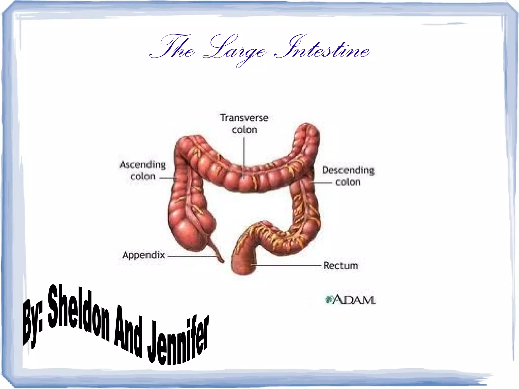 Large intestine project | ODP | Digestive Disorders | Diseases and ...