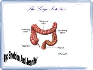 Large intestine project | ODP | Digestive Disorders | Diseases and ...