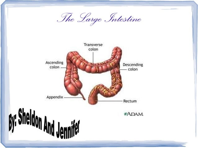 Large intestine project | ODP | Digestive Disorders | Diseases and ...