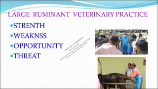 LARGE RUMINANT VETERINARY PRACTICE : OPPORTUNITIES AND CHALLANGES | PDF