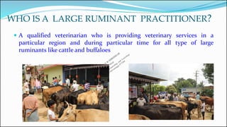 LARGE RUMINANT VETERINARY PRACTICE : OPPORTUNITIES AND CHALLANGES | PDF