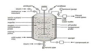 Large scale fermentation (1) | PDF