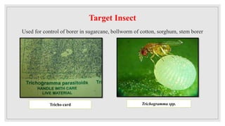 Large Scale production of natural enemies.pptx