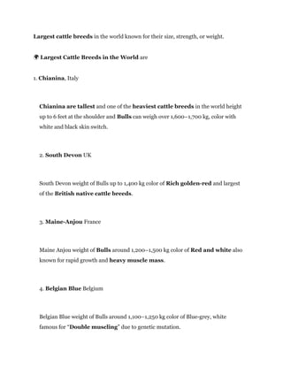 Largest cattle breeds in the world known for their size, strength, or ...