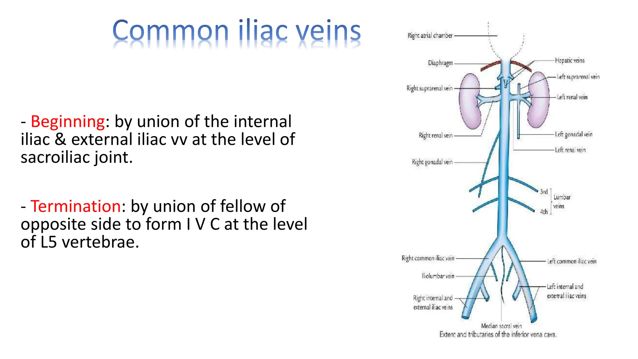 large veins of thorax & abdomen.pptx