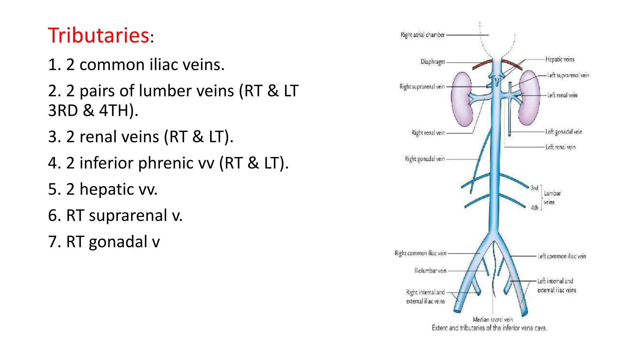 large veins of thorax & abdomen.pptx