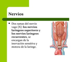Inervación De La Laringe