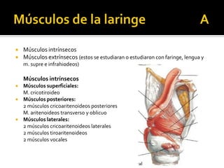 Músculos Extrínsecos De La Laringe