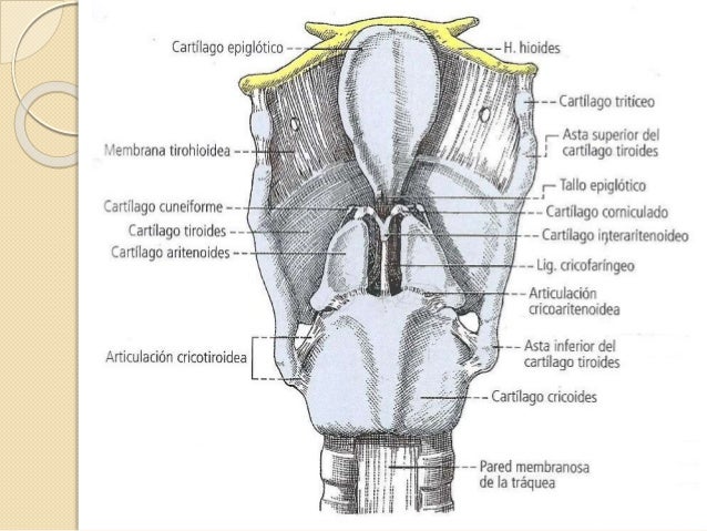 Anatomía de la laringe