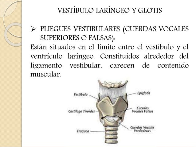 Ventrículo Laríngeo