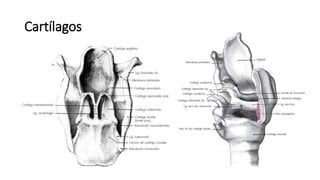Anatomía de la Laringe (Vasos, Nervios, Cartilagos, Musculos) | PPTX
