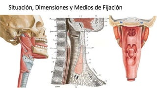 Inervación De La Laringe