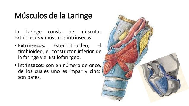 Anatomía de la Laringe (Vasos, Nervios, Cartilagos, Musculos)