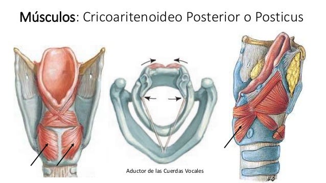 Anatomía de la Laringe (Vasos, Nervios, Cartilagos, Musculos)