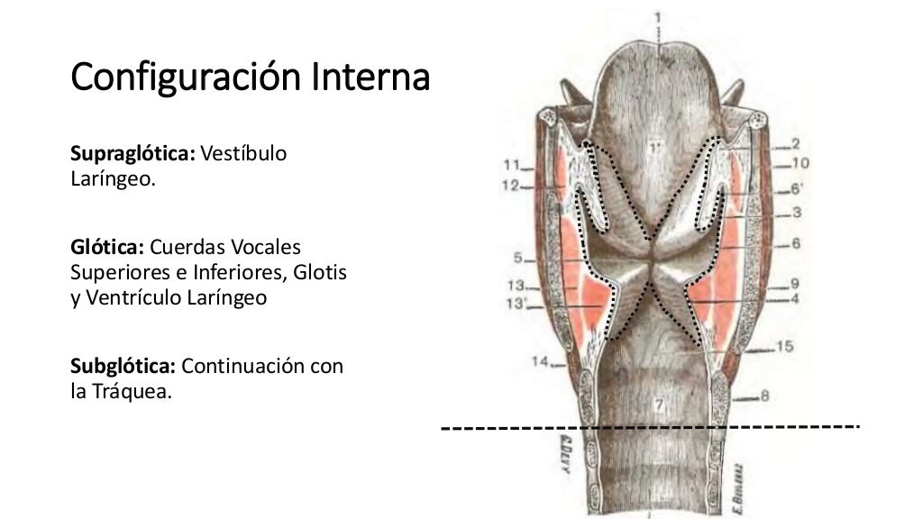 Anatomía de la Laringe (Vasos, Nervios, Cartilagos, Musculos)
