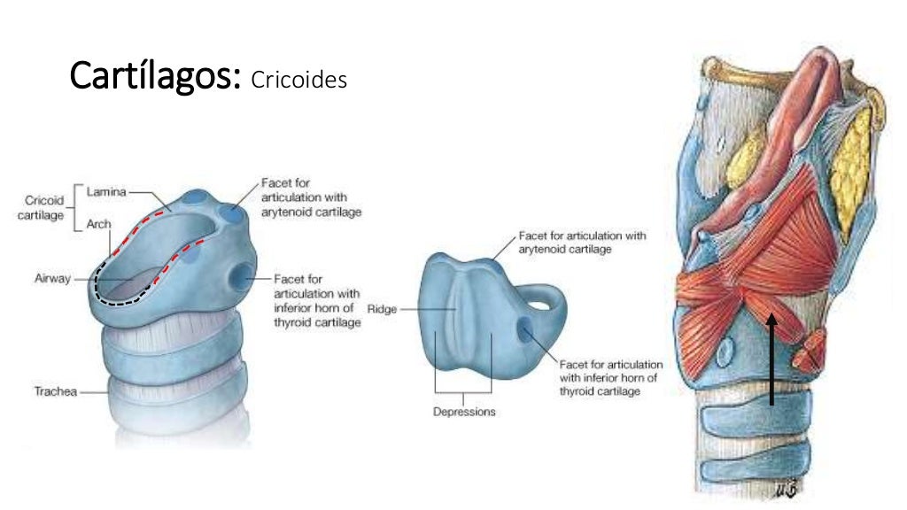 Anatomía de la Laringe (Vasos, Nervios, Cartilagos, Musculos)