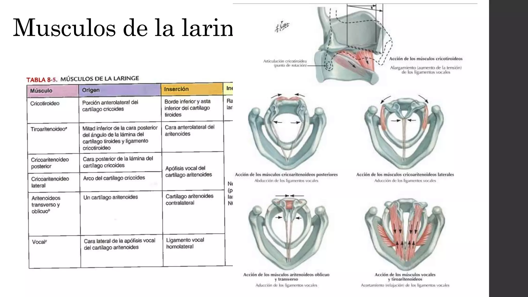 Anatomia de la Laringe | PPTX