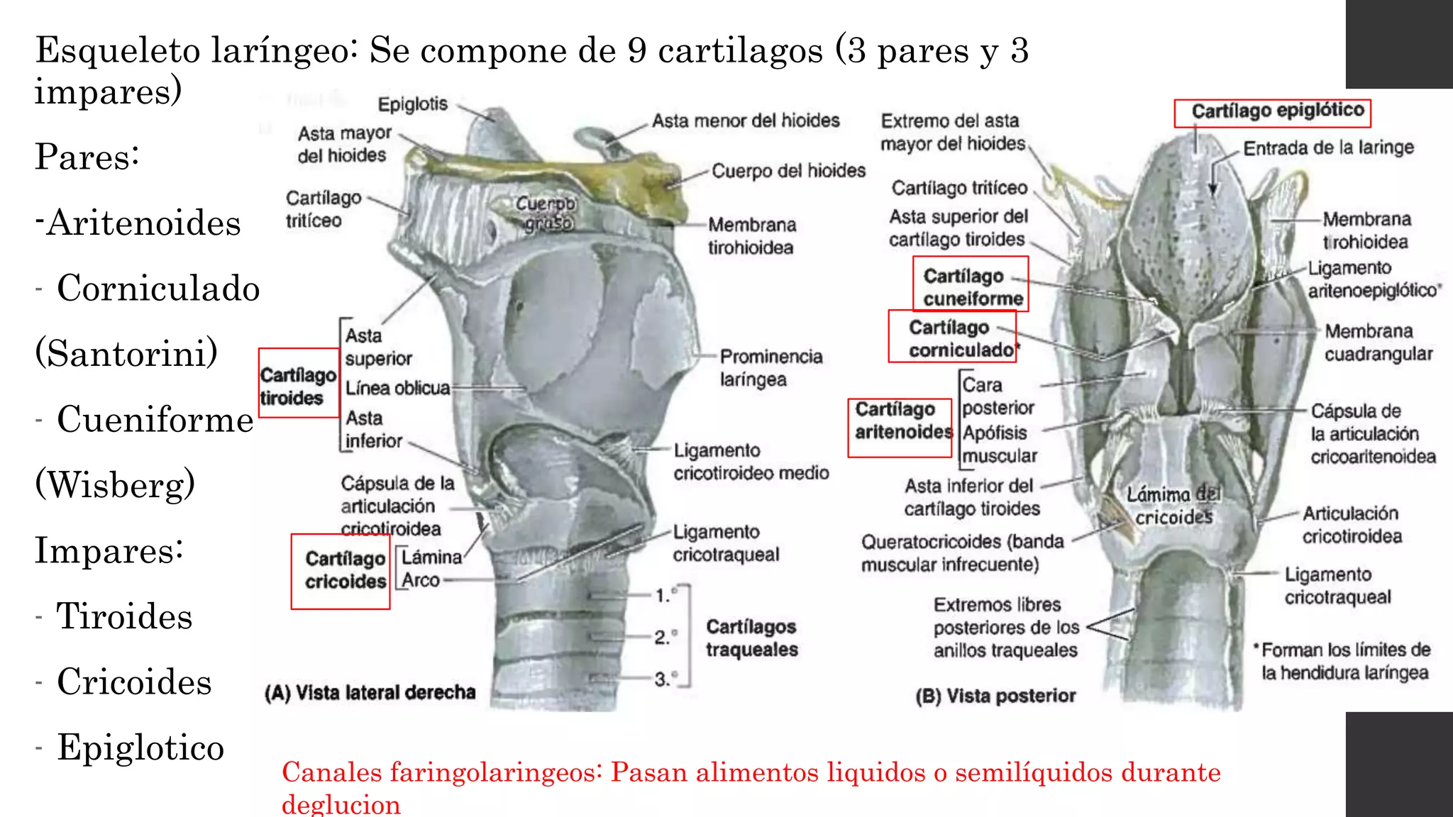Anatomía De La Laringe Del Caballo Laringe Cavidad Caballo