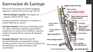 Anatomia de la Laringe | PPTX
