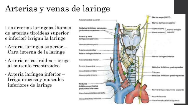 Anatomia de la Laringe