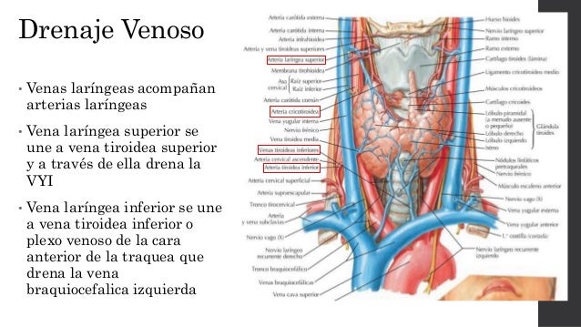 Anatomia de la Laringe
