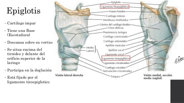 Anatomia de la Laringe