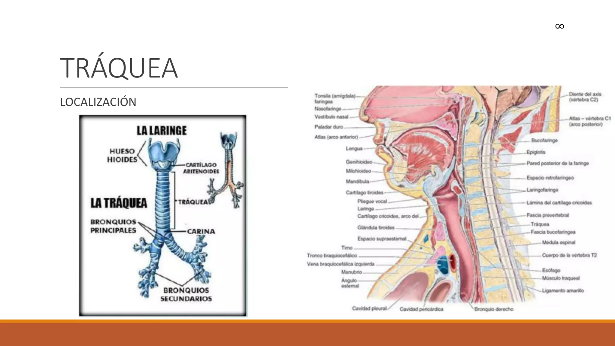 Anatomía de laringe y tráquea | PPTX