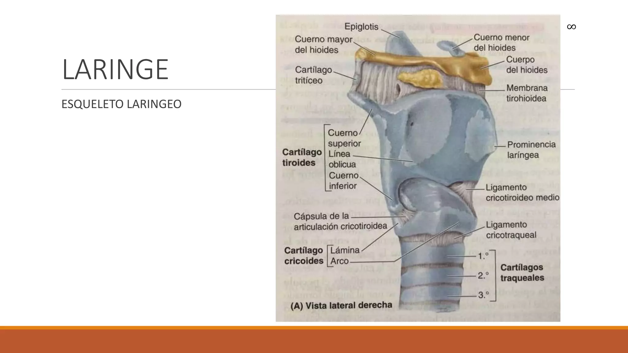 Anatomía de laringe y tráquea | PPTX