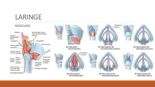 Anatomía de laringe y tráquea | PPTX