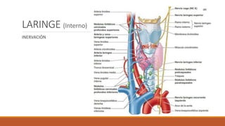 Anatomía de laringe y tráquea | PPTX
