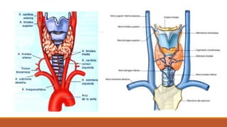 Anatomía de laringe y tráquea | PPTX