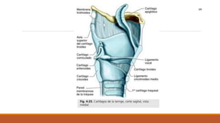 Anatomía de laringe y tráquea | PPTX