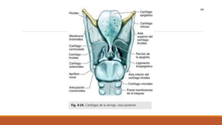 Anatomía de laringe y tráquea | PPTX