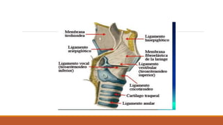 Anatomía de laringe y tráquea | PPTX