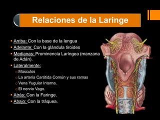Inervación De La Laringe