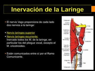 Inervación De La Laringe