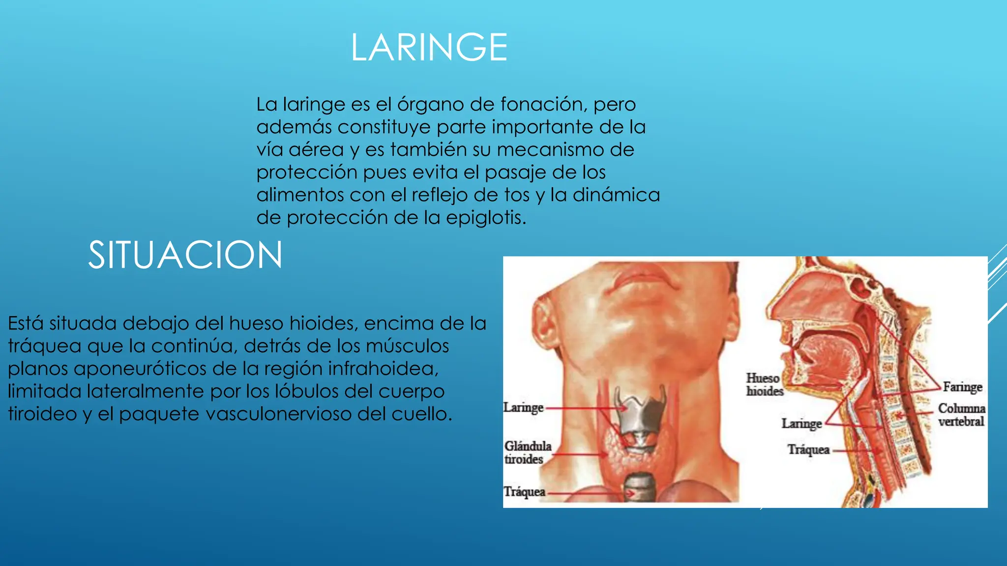 Laringe anatomía, estructuras adyacentes, músculos e inervación | PDF