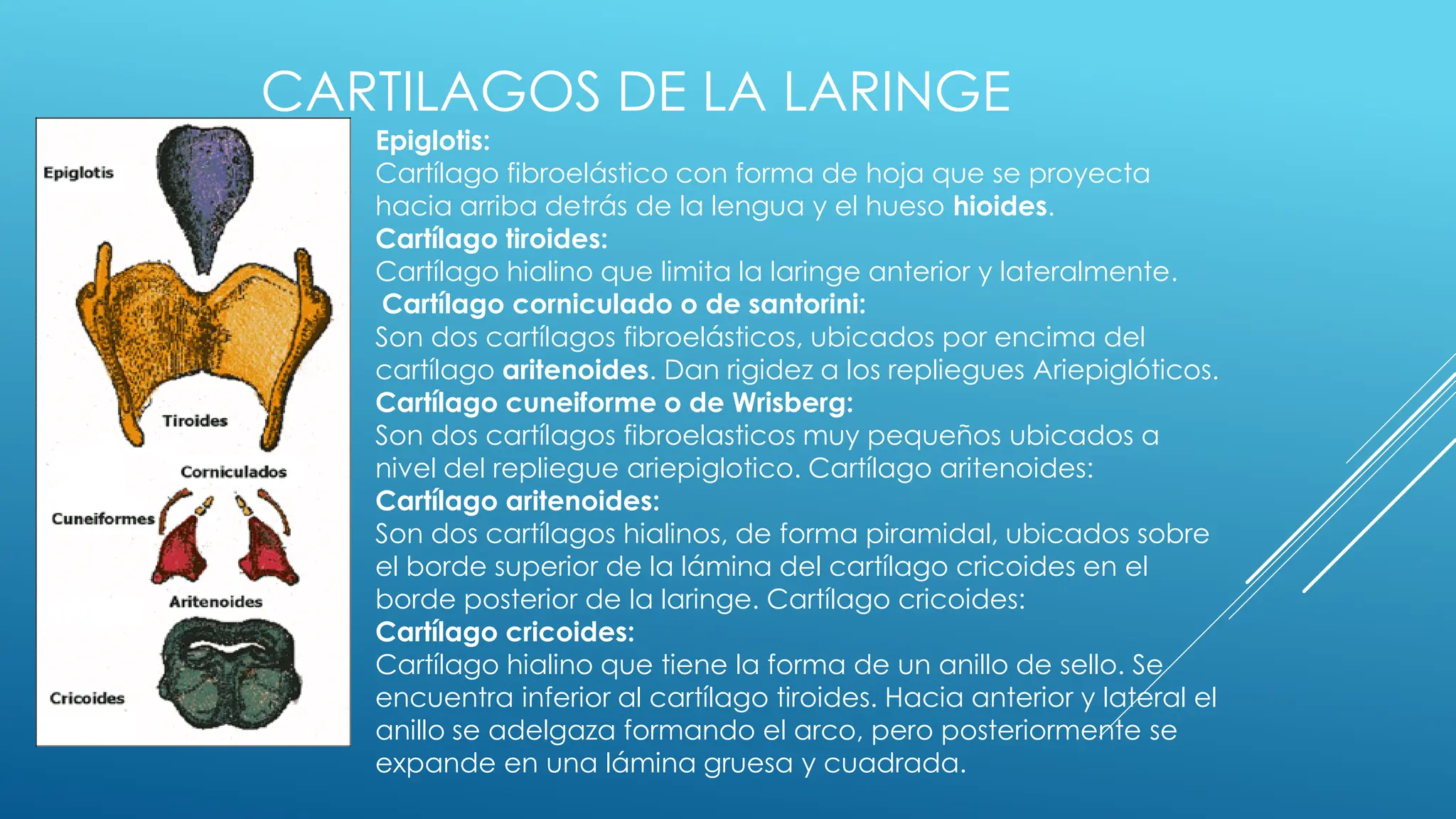 Laringe anatomía, estructuras adyacentes, músculos e inervación | PDF