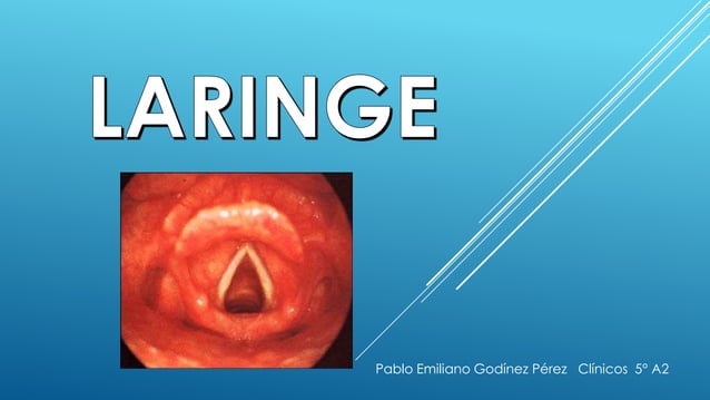 Laringe anatomía, estructuras adyacentes, músculos e inervación | PPT