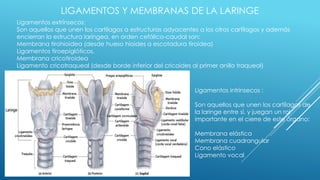 Laringe anatomía, estructuras adyacentes, músculos e inervación | PDF