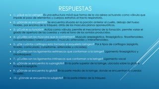 Laringe anatomía, estructuras adyacentes, músculos e inervación | PDF
